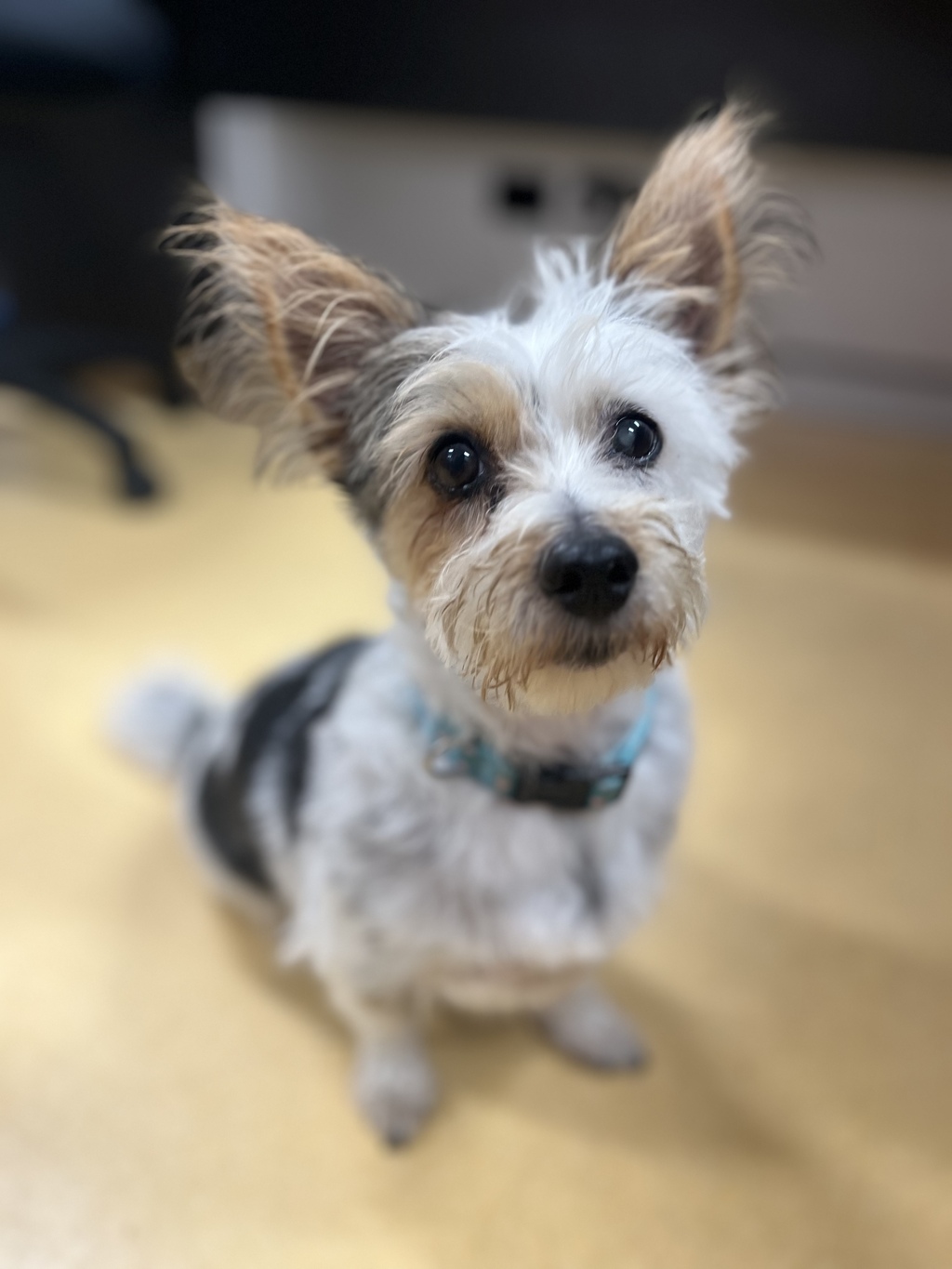 Maddy - Small Female Jack Russell Terrier x Australian Silky Terrier ...