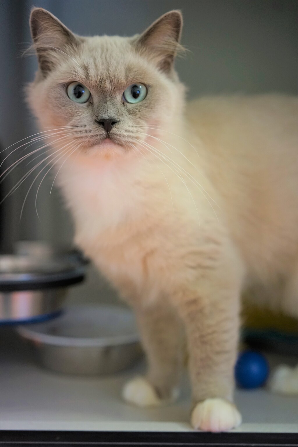 Faith - Female Ragdoll Mix Cat in QLD - PetRescue