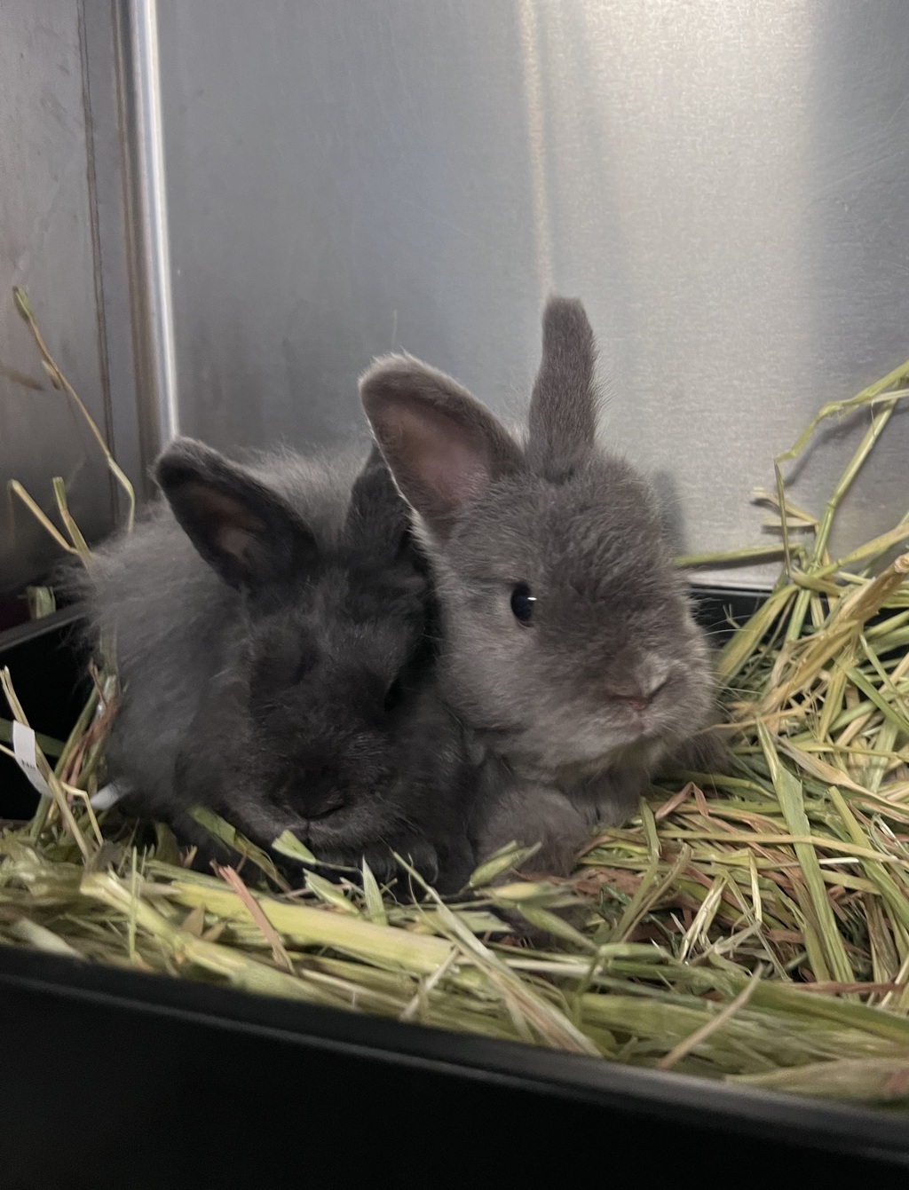 Catan - Female Angora Mix Rabbit in WA - PetRescue