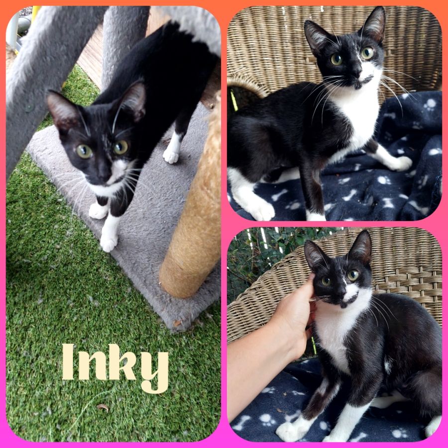 Inky - Female Domestic Short Hair Cat in NSW - PetRescue