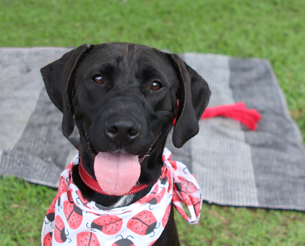 Zazu - Large Female German Shorthaired Pointer x Labrador Retriever Mix ...