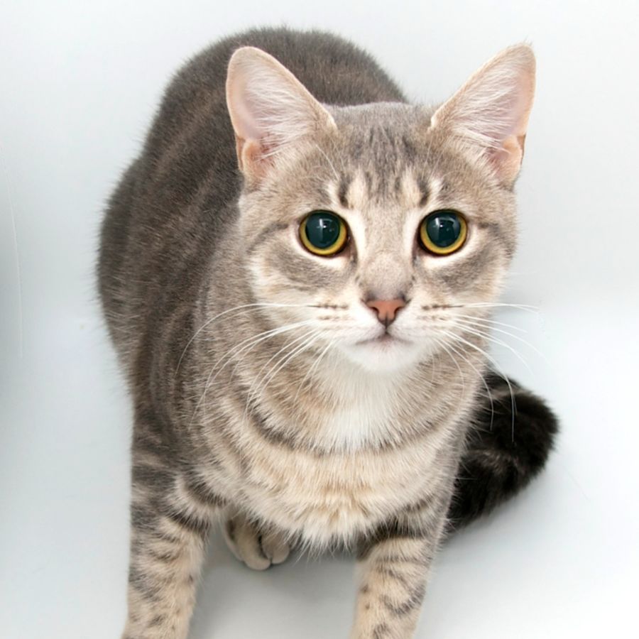 Cece - Female Domestic Short Hair Cat in NSW - PetRescue