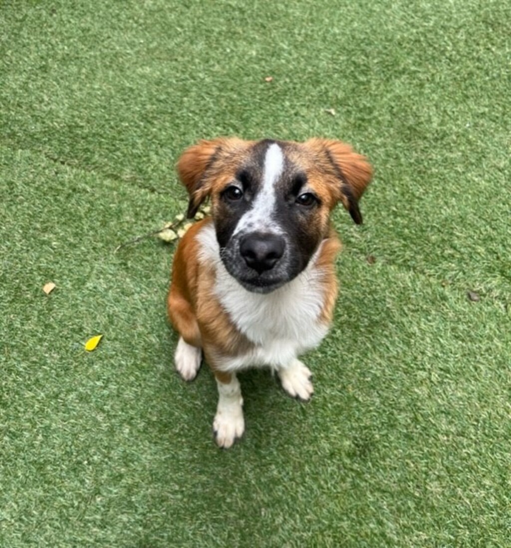 Boomer - Medium Male Cross Breed, Medium Mix Dog in VIC - PetRescue