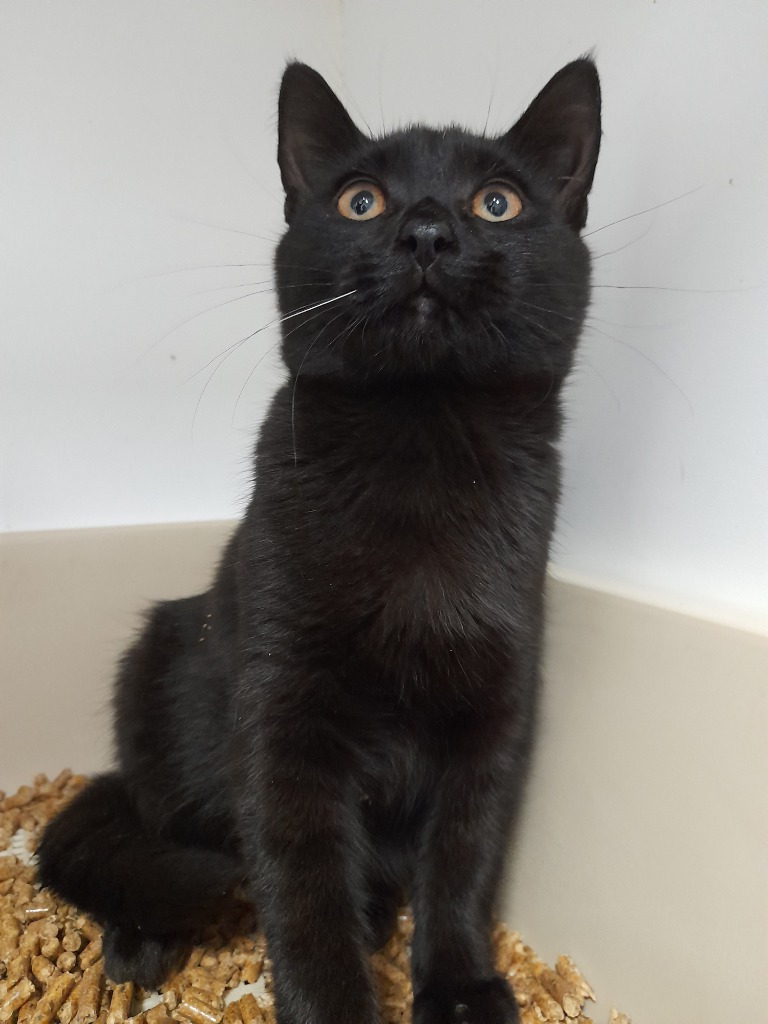 Piccolo - Male Domestic Short Hair Cat in TAS - PetRescue