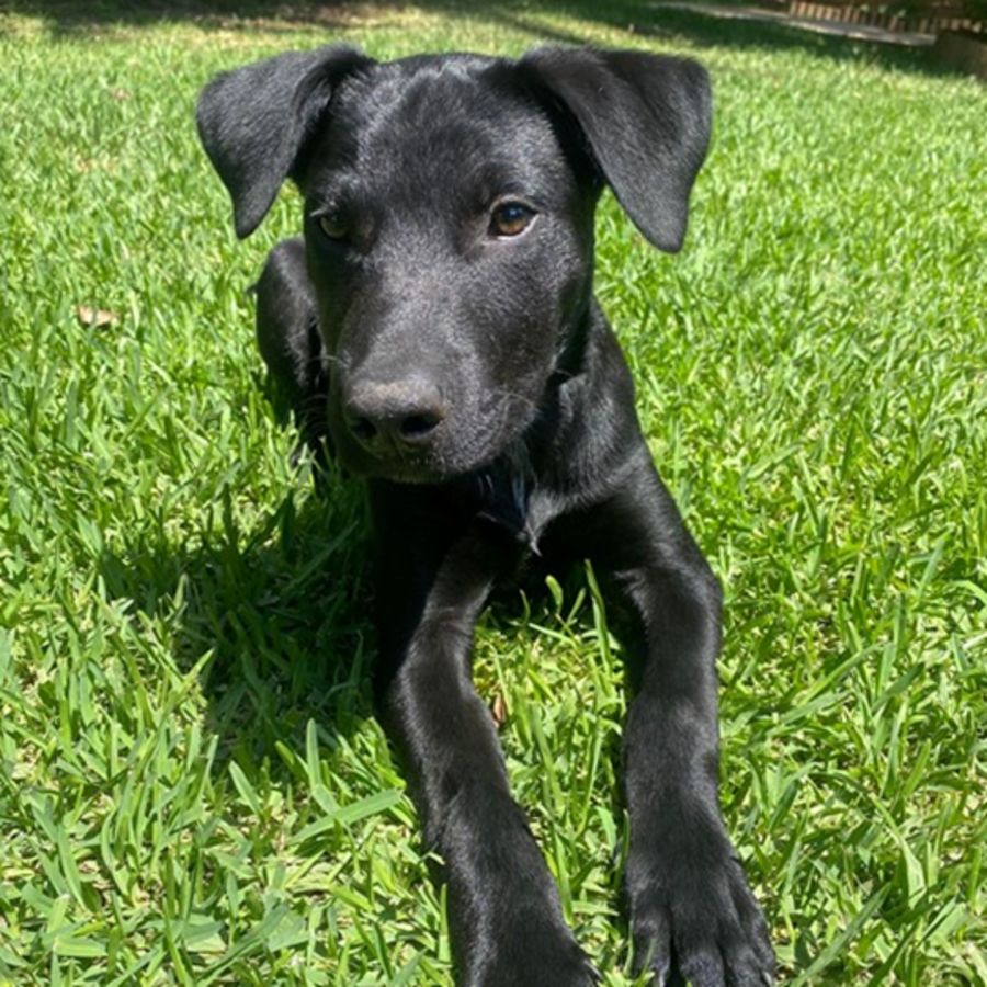 Ernest - Medium Male Labrador Mix Dog in QLD - PetRescue