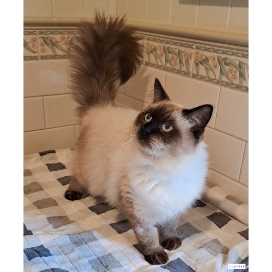 Goodwin - Male Siamese x Ragdoll Cat in QLD - PetRescue