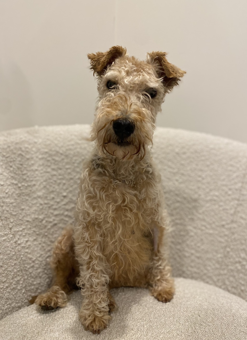 Layla - Medium Female Lakeland Terrier Dog in VIC - PetRescue