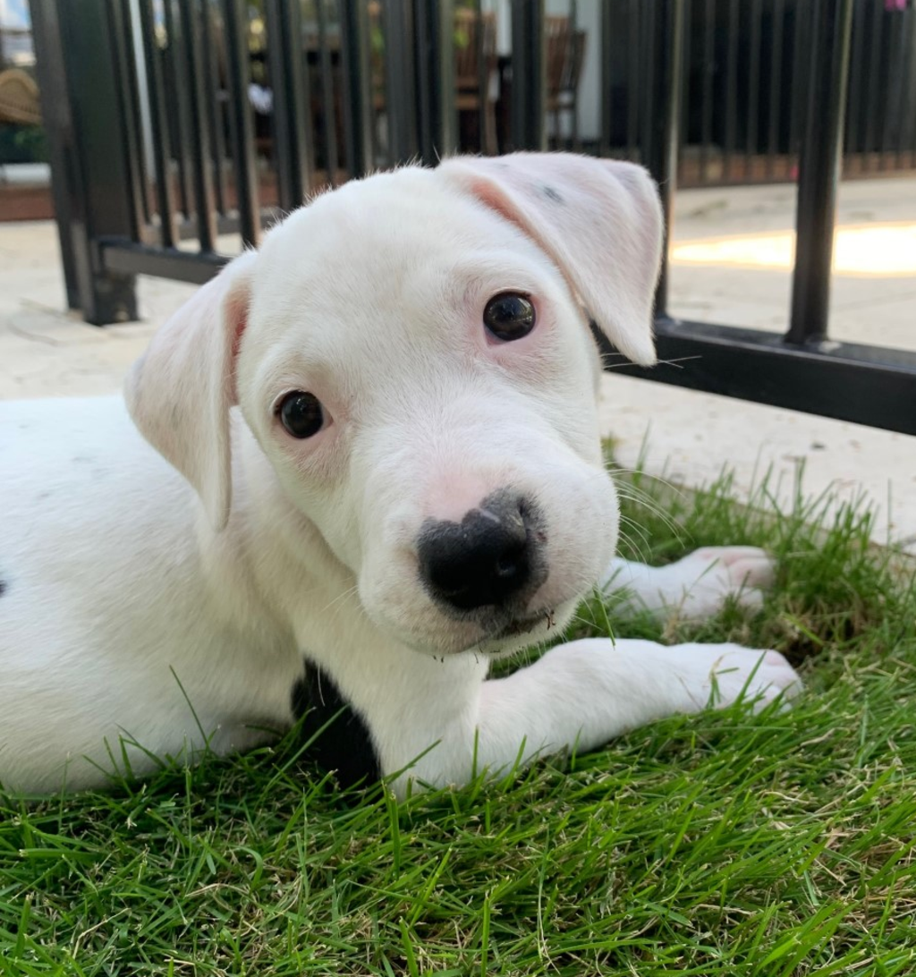 Tilly - Medium Female Bull Arab Mix Dog in QLD - PetRescue