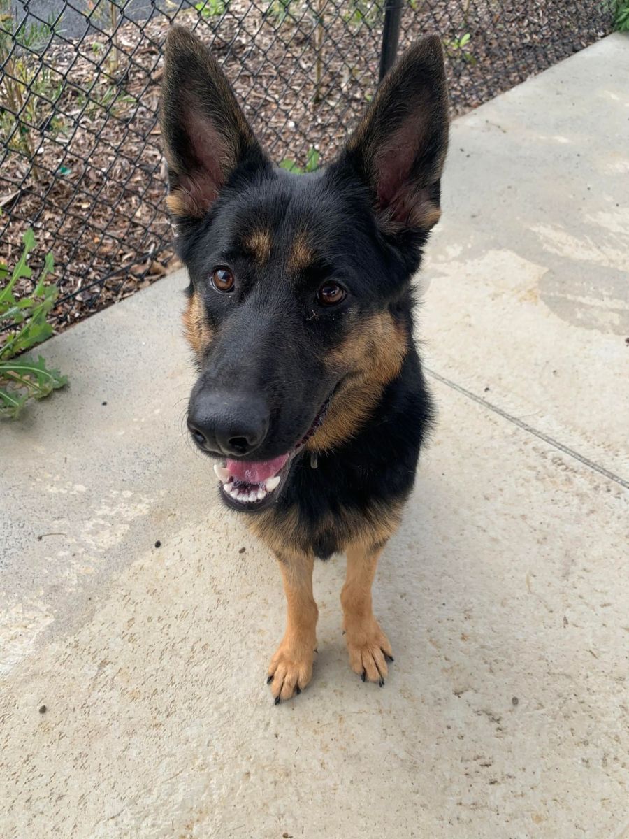 Madison (imp. 151) - Large Female German Shepherd Dog in NSW - PetRescue