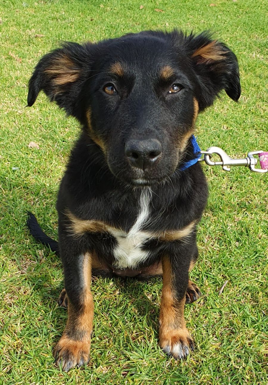 Enya - Medium Female Koolie Dog in VIC - PetRescue