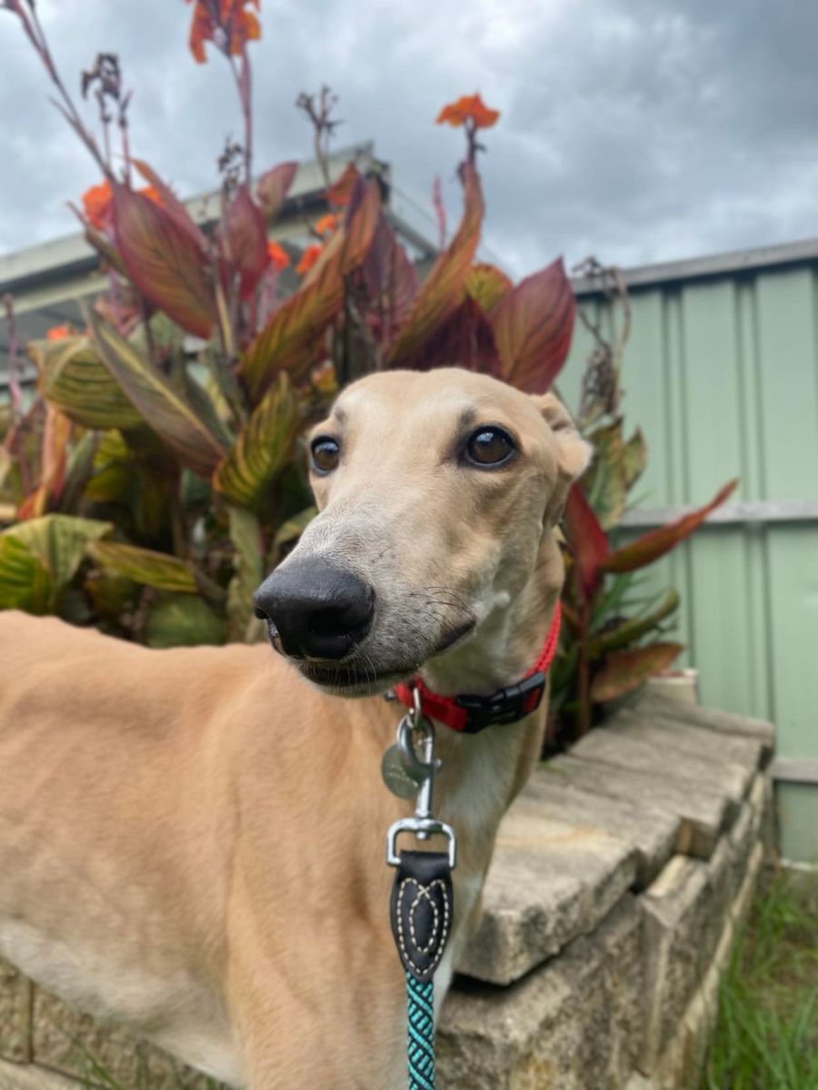 Kristoff - Large Male Greyhound Dog in NSW - PetRescue