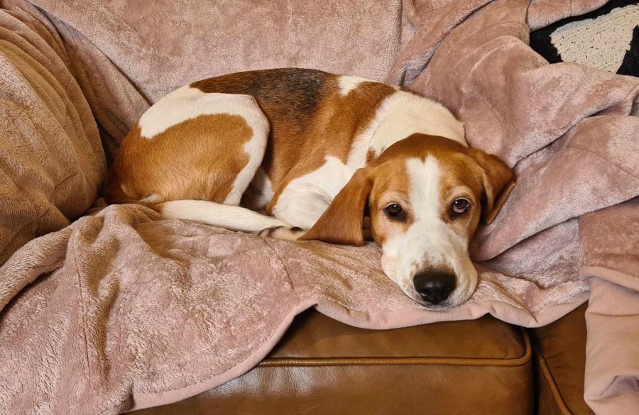 Beagle Rescue Victoria Inc - PetRescue