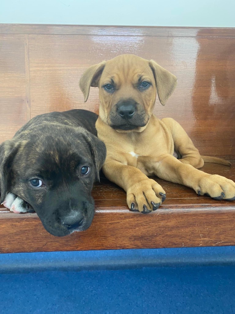 Barnaby - Large Male American Bulldog x American Staffordshire Terrier ...