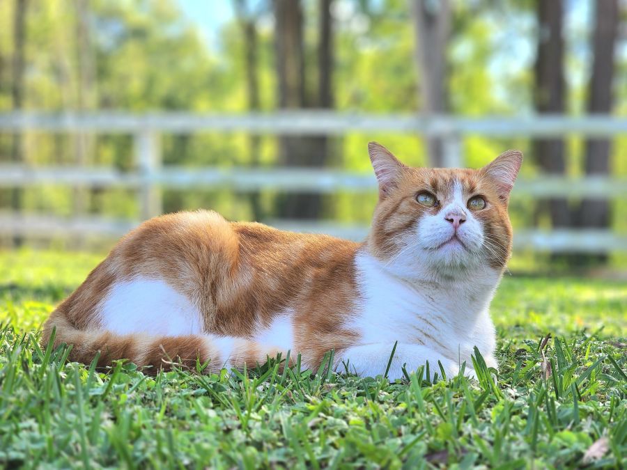 Balboa - Male Domestic Short Hair Cat in NSW - PetRescue