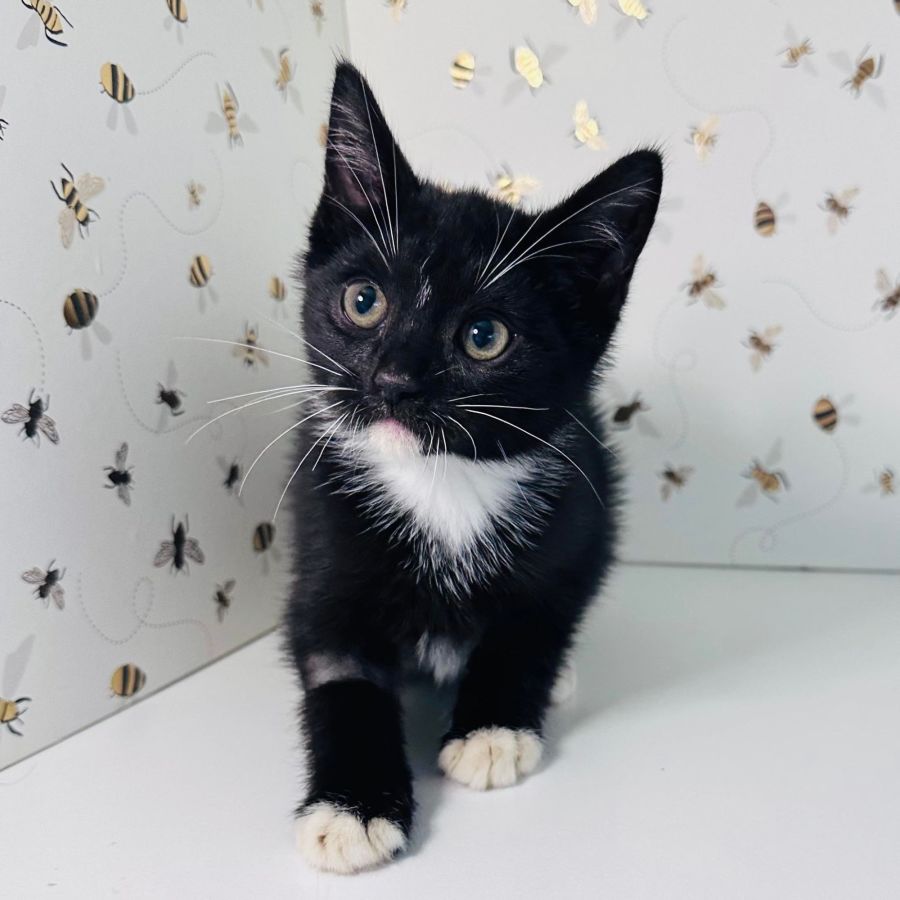 Poseidon - Meet me at Nelly's Ark in Fairfield - Male Domestic Short ...