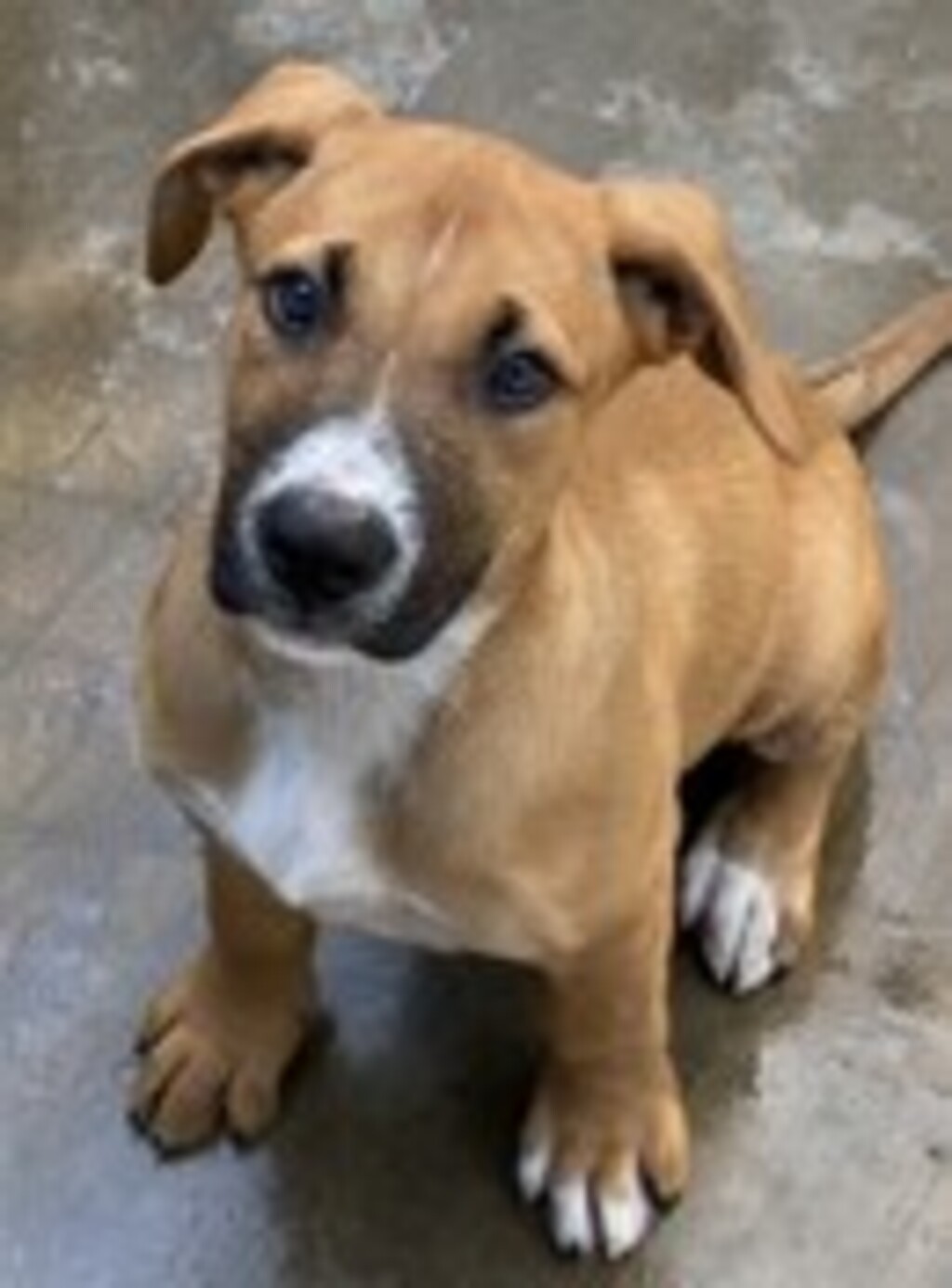 Nala - Large Female German Shepherd x Rhodesian Ridgeback Mix Dog in ...
