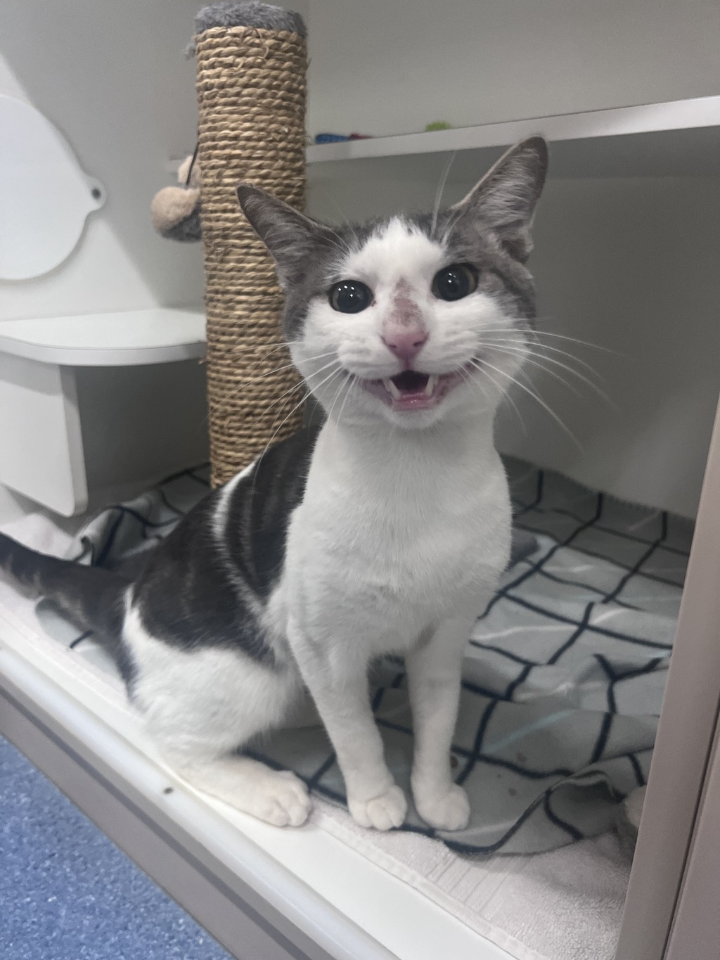 Squawk - Male Dsh Mix Cat in WA - PetRescue