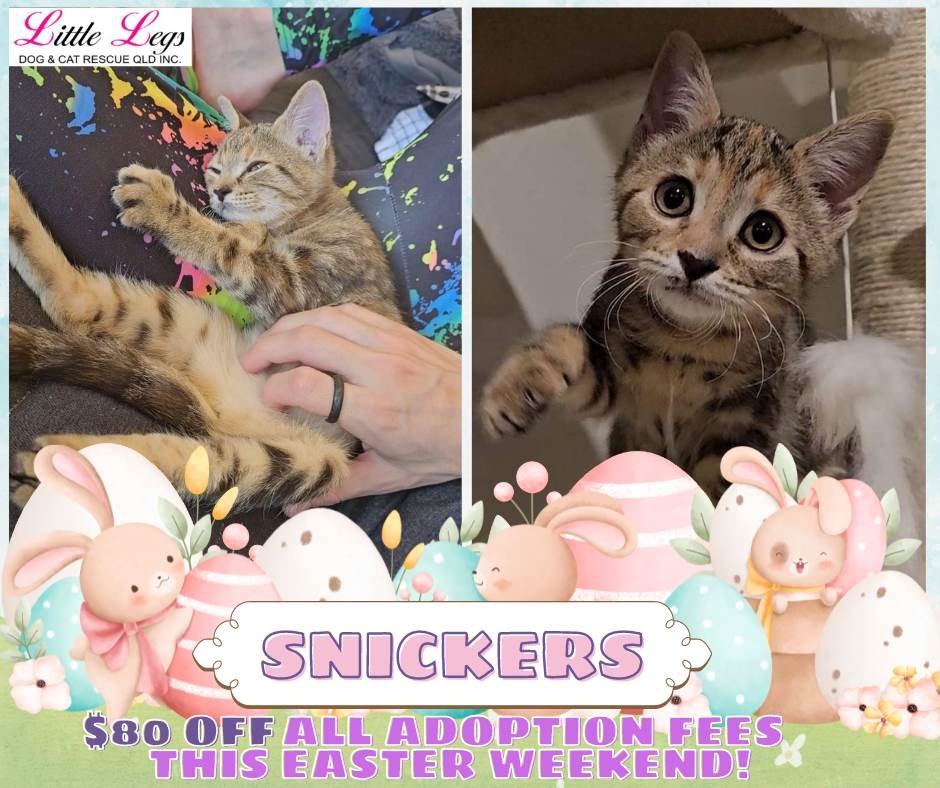 Snickers - Female Domestic Short Hair Cat in QLD - PetRescue