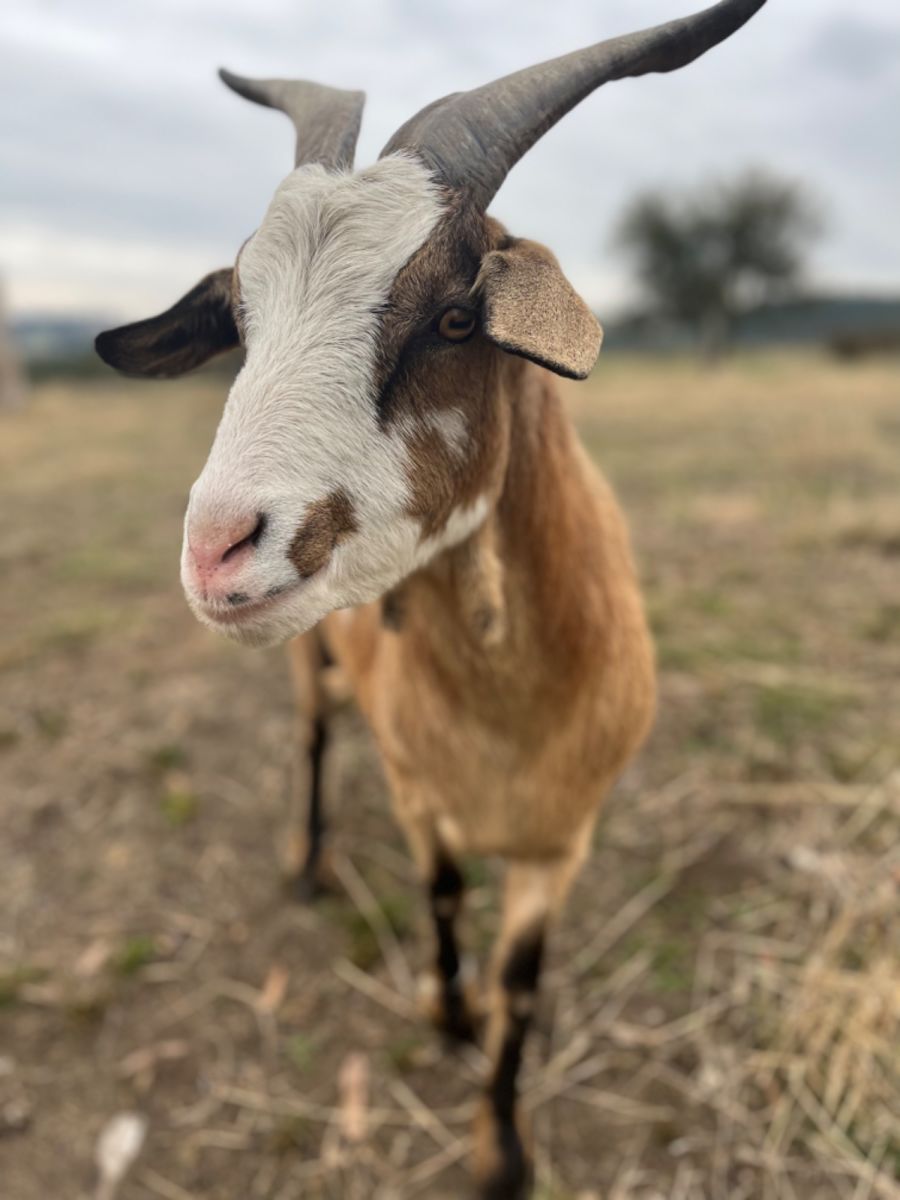 Mumma G, Griffin & Gruff - Male Goat in VIC - PetRescue