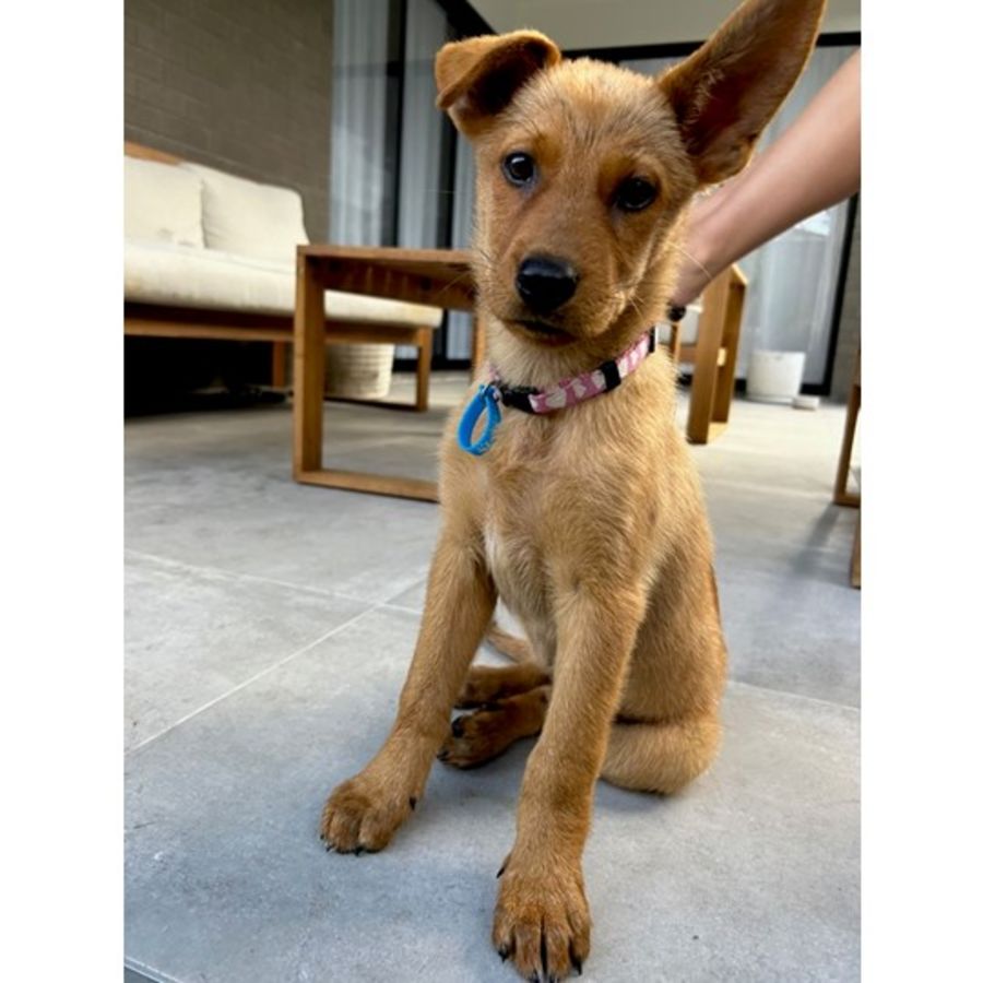 Chobani - Large Female German Shepherd x Rottweiler Mix Dog in QLD ...