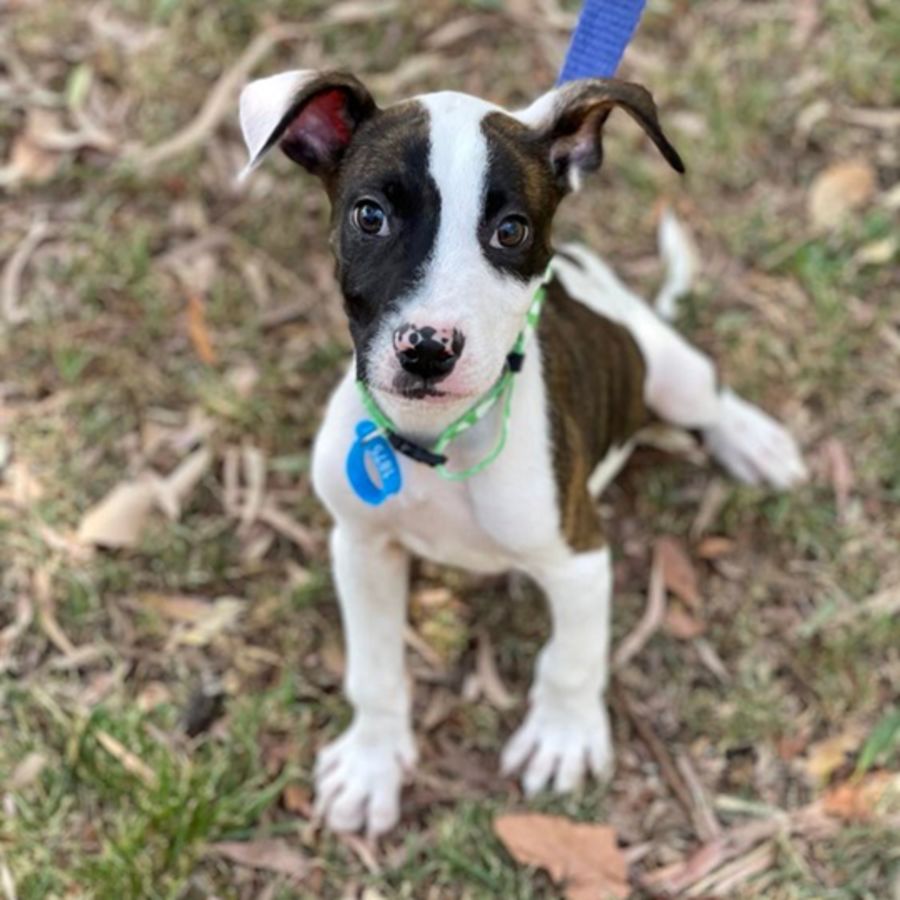 Percy - Large Male Bull Arab Mix Dog in QLD - PetRescue