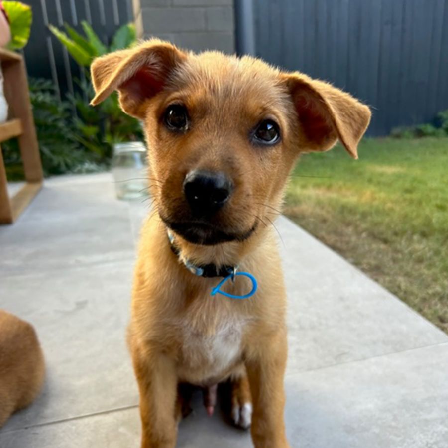 Yogo - Large Male German Shepherd x Rottweiler Mix Dog in QLD - PetRescue