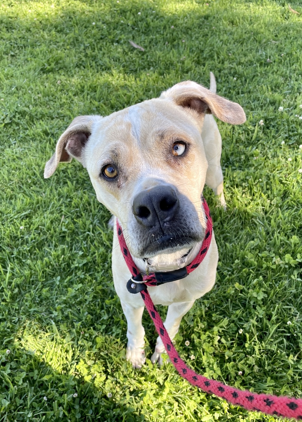 Queenie - Large Female Large Cross Breed Mix Dog in VIC - PetRescue