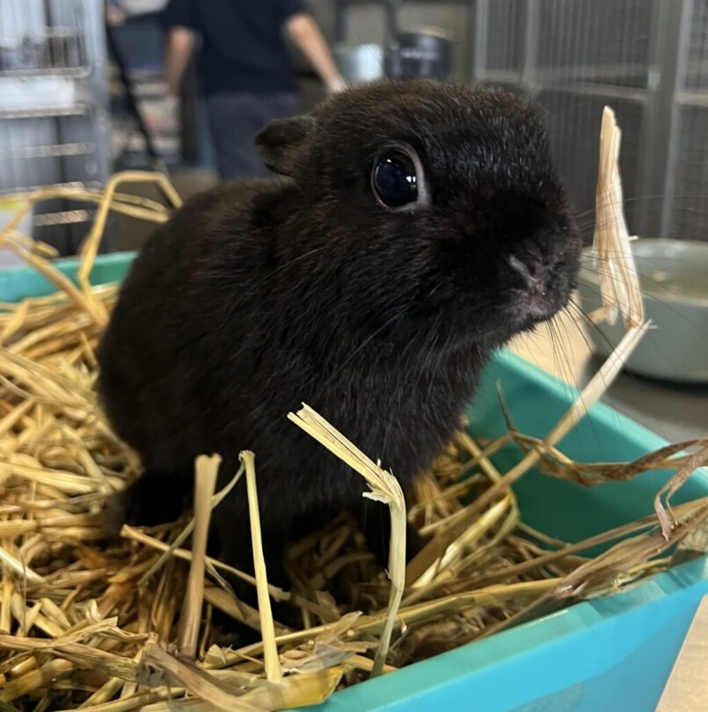 Chip - Male Netherland Dwarf Rabbit in VIC - PetRescue