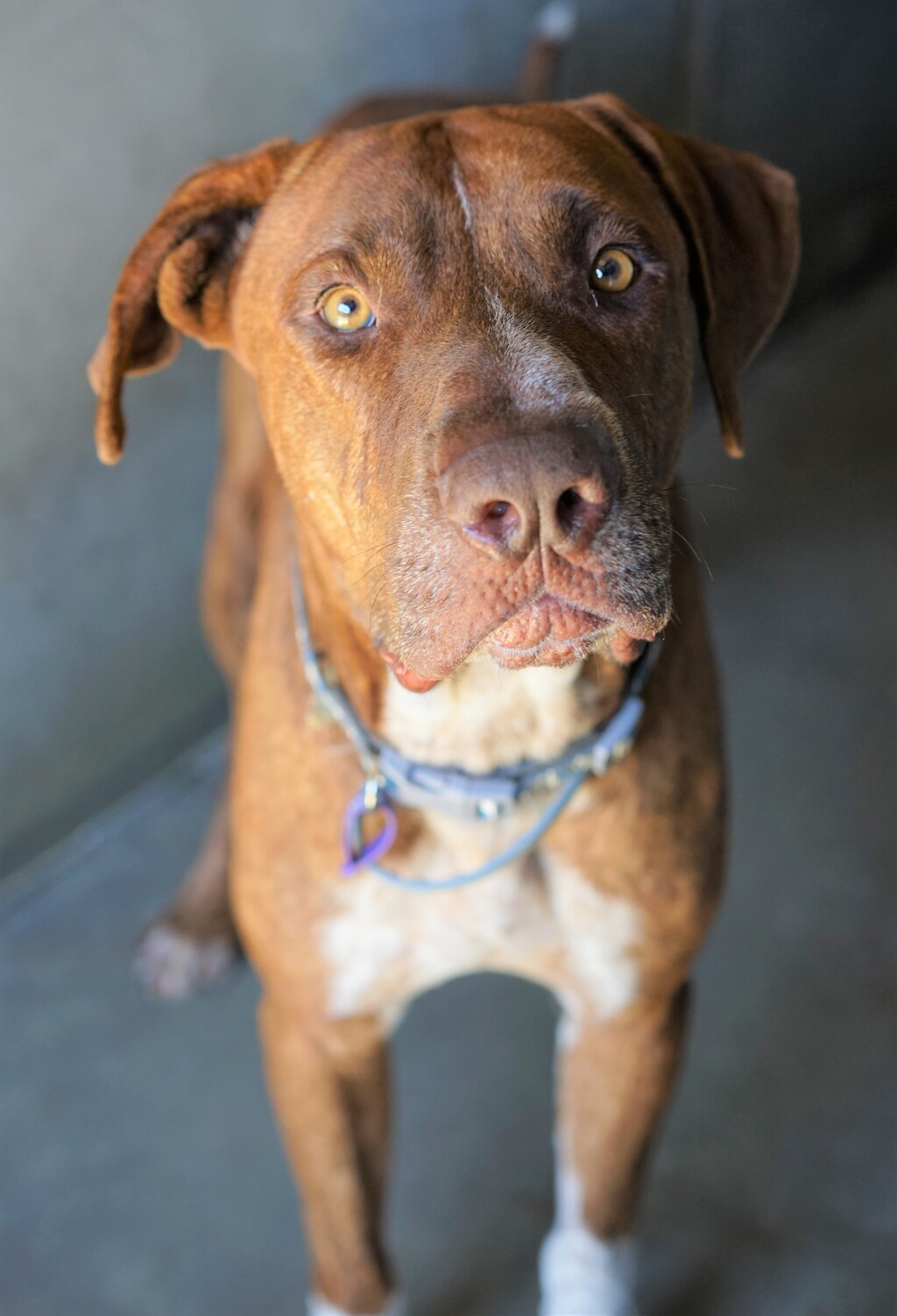 Banga - Large Male Bull Arab x Bullmastiff Mix Dog in QLD - PetRescue