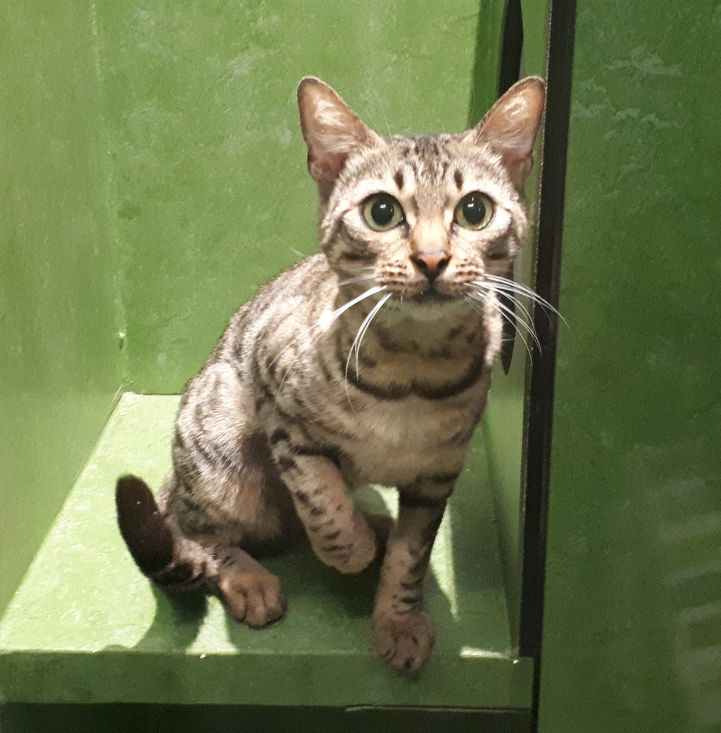 Edna Krabappel (now Matilda) - Female Bengal Cat in VIC - PetRescue