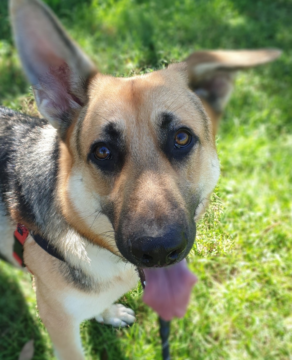 Raja - Large Male German Shepherd Mix Dog in QLD - PetRescue