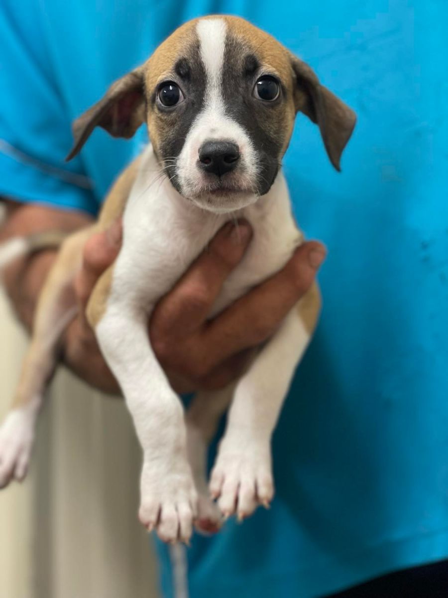 Dougal - Medium Male Mixed Breed Dog in QLD - PetRescue