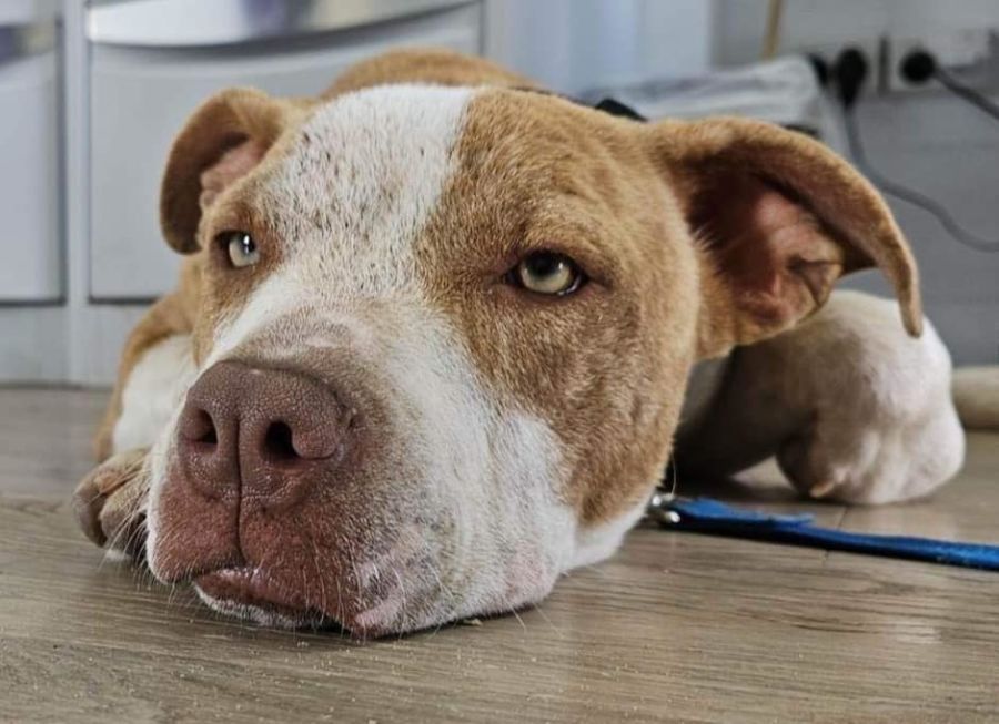 Princess - Medium Female Staffordshire Bull Terrier Mix Dog in QLD ...