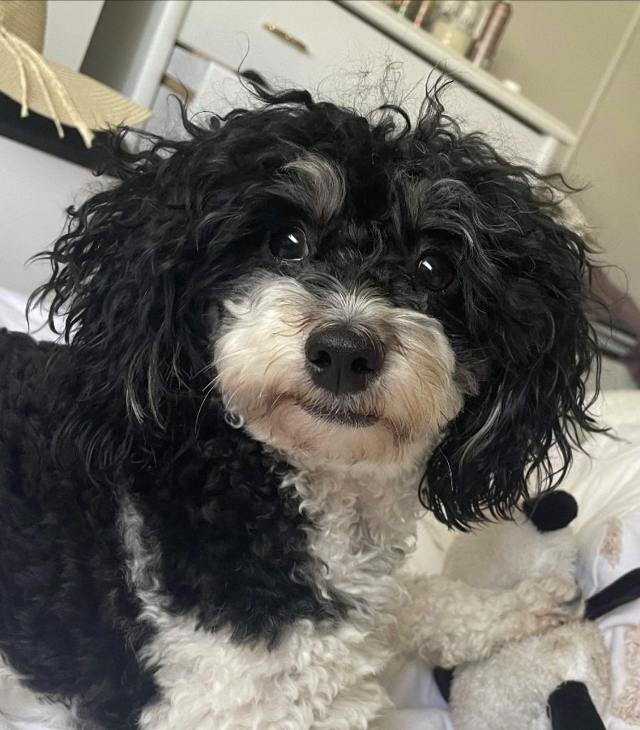 Kiki - 2yr Poodle x Shihtzu ~ On Trial 7/10/23 - Small Female Poodle x ...