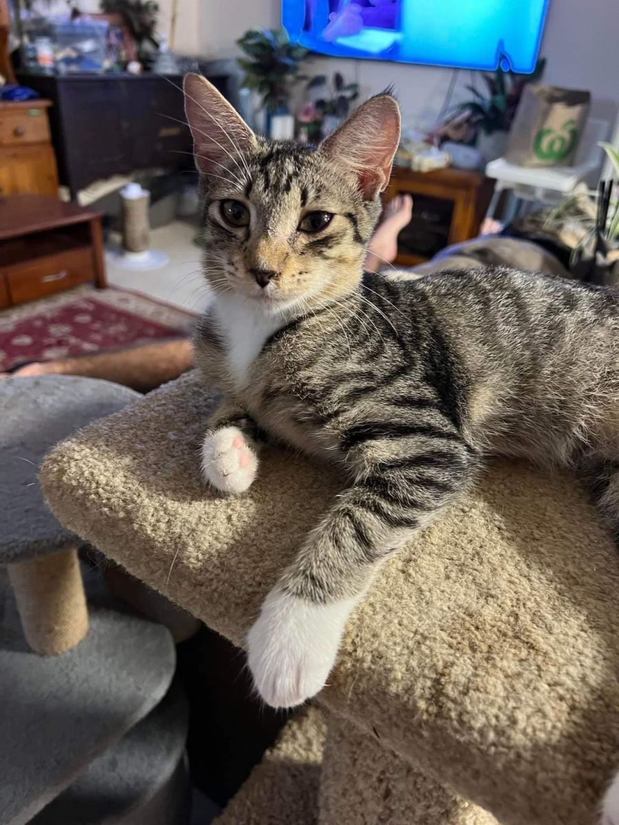 Small Paws Animal Rescue QLD - PetRescue