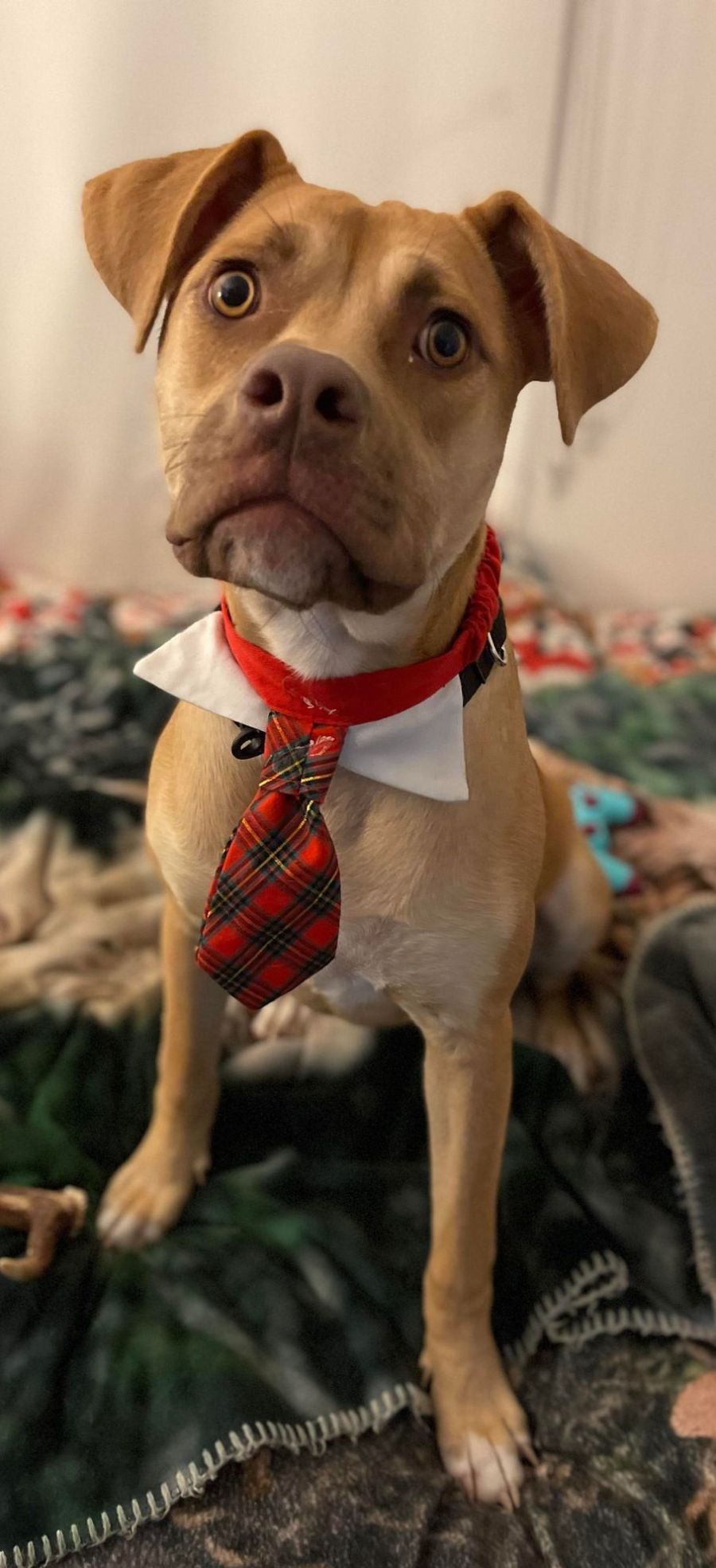 Cassy - Large Female Dogue De Bordeaux Mix Dog in VIC - PetRescue