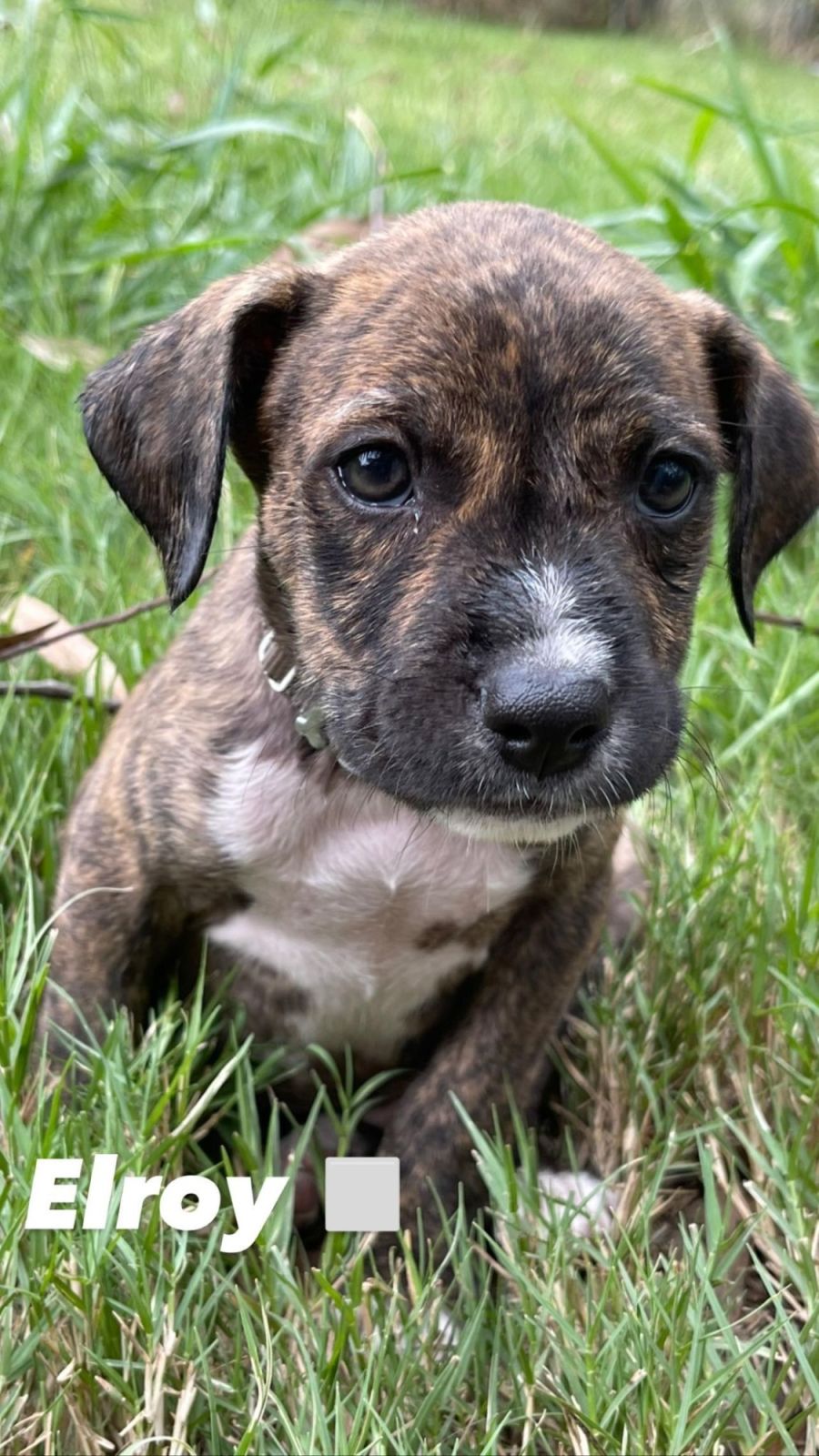 Elroy - Medium Male Staffy Mix Dog in QLD - PetRescue