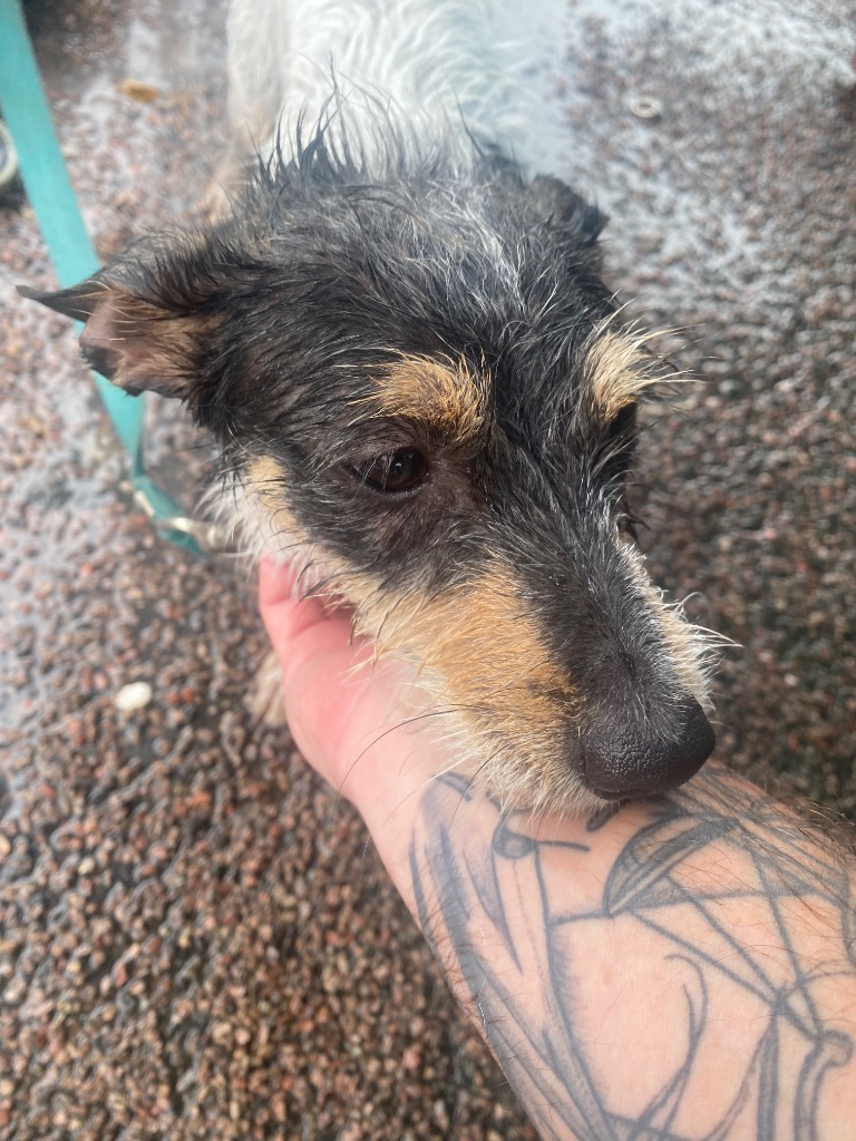 Venus - Small Female Terrier Dog in NT - PetRescue