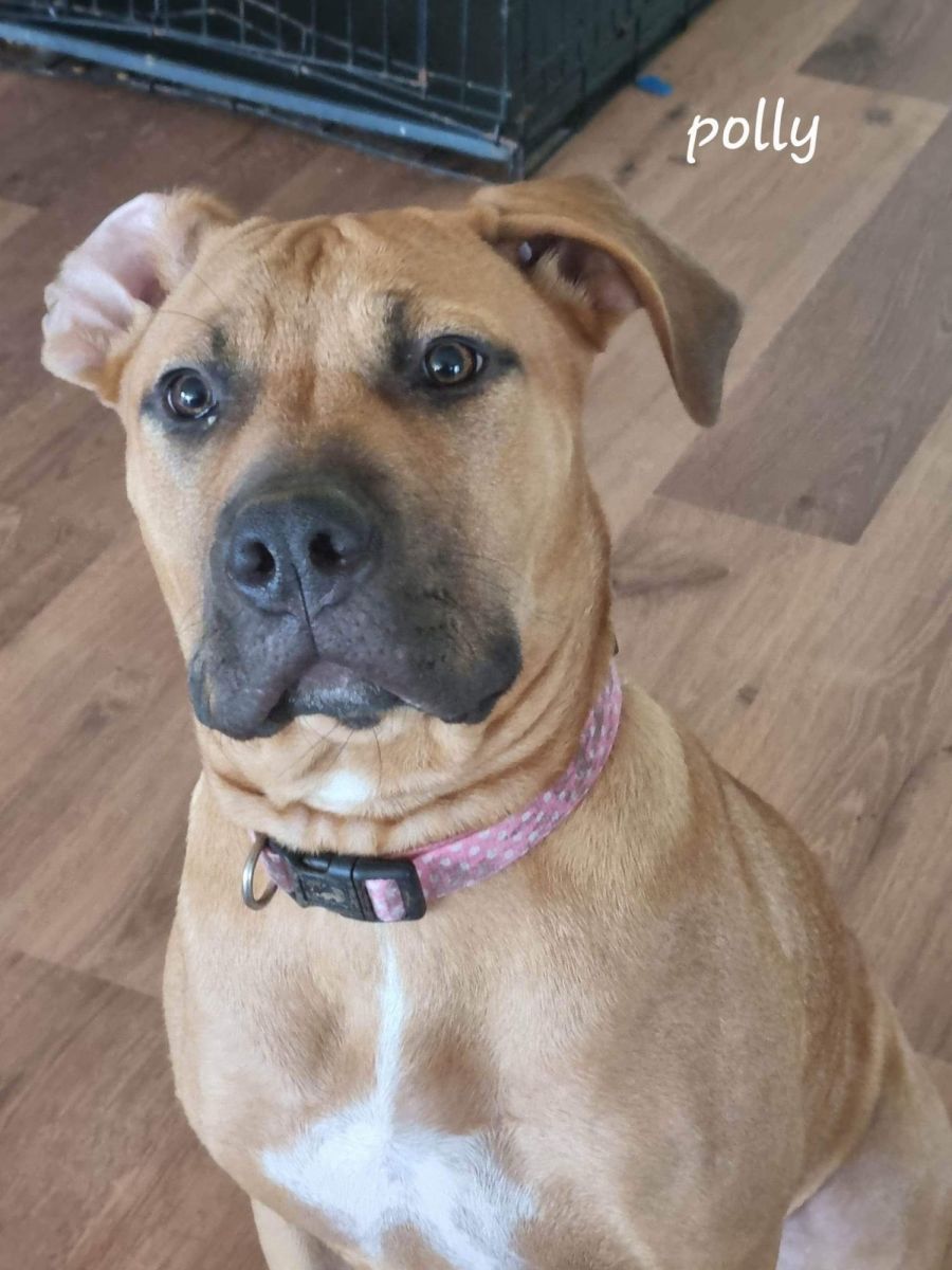 Polly - Medium Female Mastiff Mix Dog in VIC - PetRescue