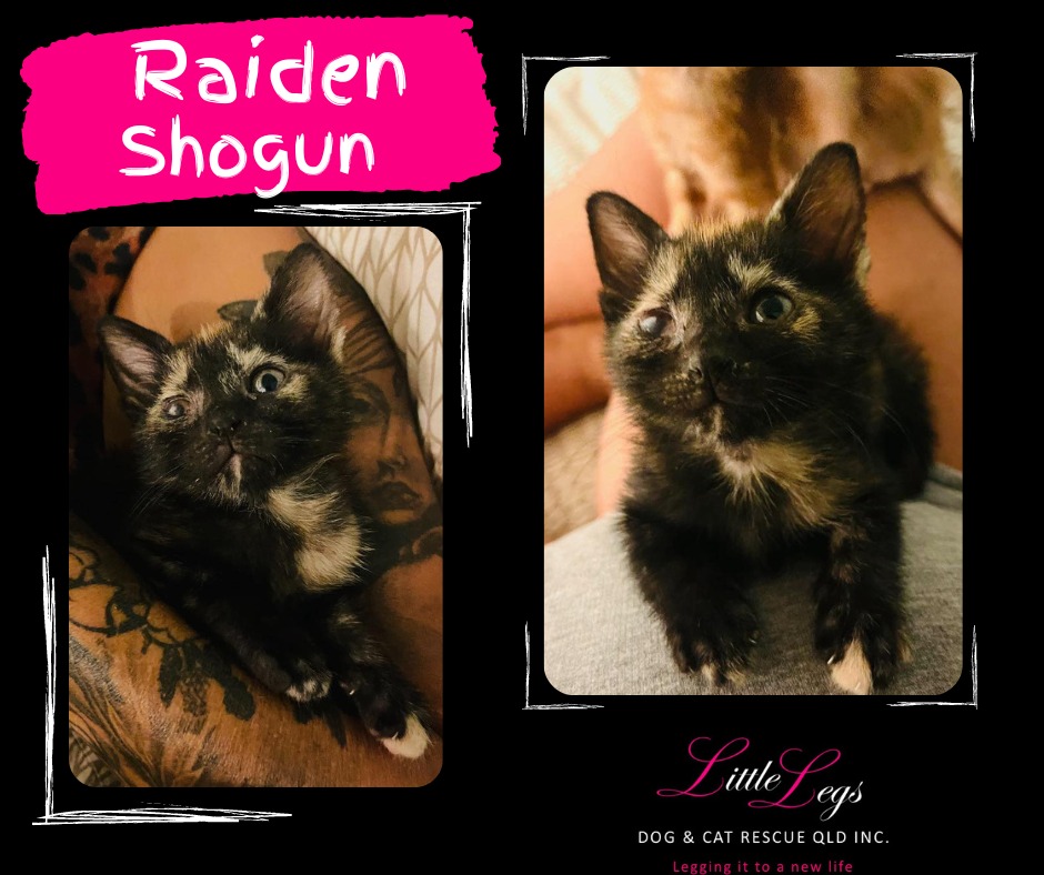 Raiden Shogun - Female Domestic Short Hair Cat in QLD - PetRescue
