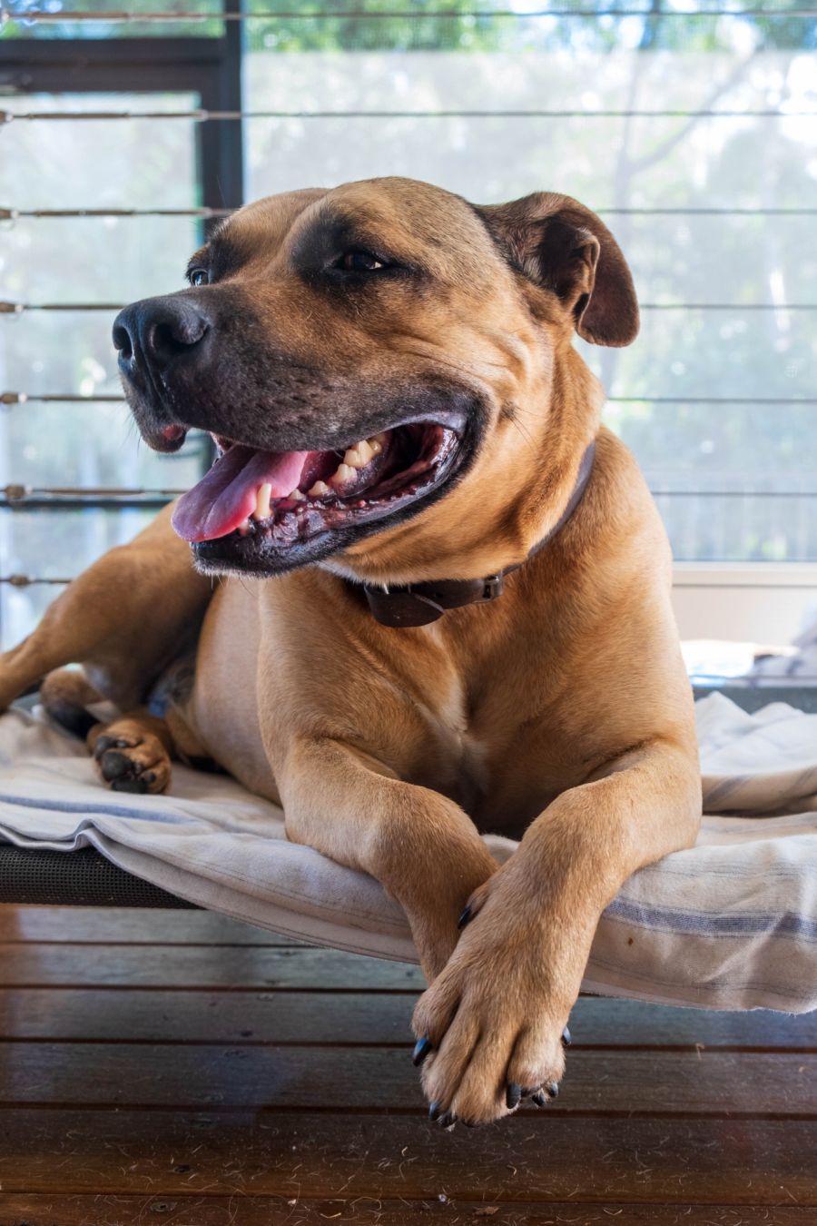 D833 Charlie - Large Male Staffy Dog in NSW - PetRescue