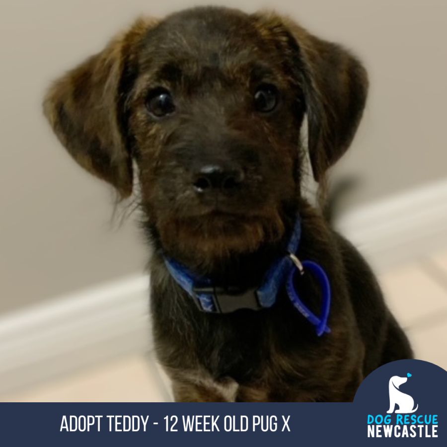 Teddy - 12 Week Old Pug X (On Trial) - Small Male Pug Mix Dog in NSW ...