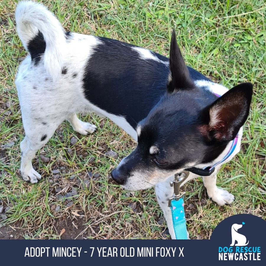 Mincey - 7 Year Old Mini Foxy X (on trial 10/7/23) - Small Male ...