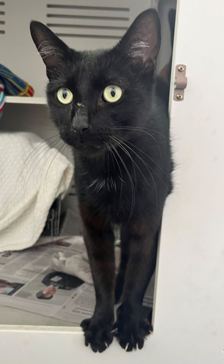 Adonis - Male Domestic Short Hair Cat in NSW - PetRescue