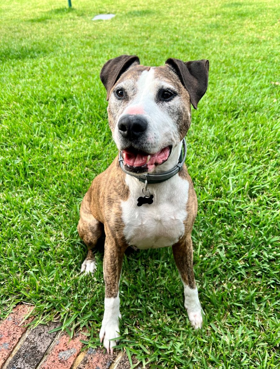 Jackson - Large Male American Staffordshire Terrier x Great Dane Dog in ...