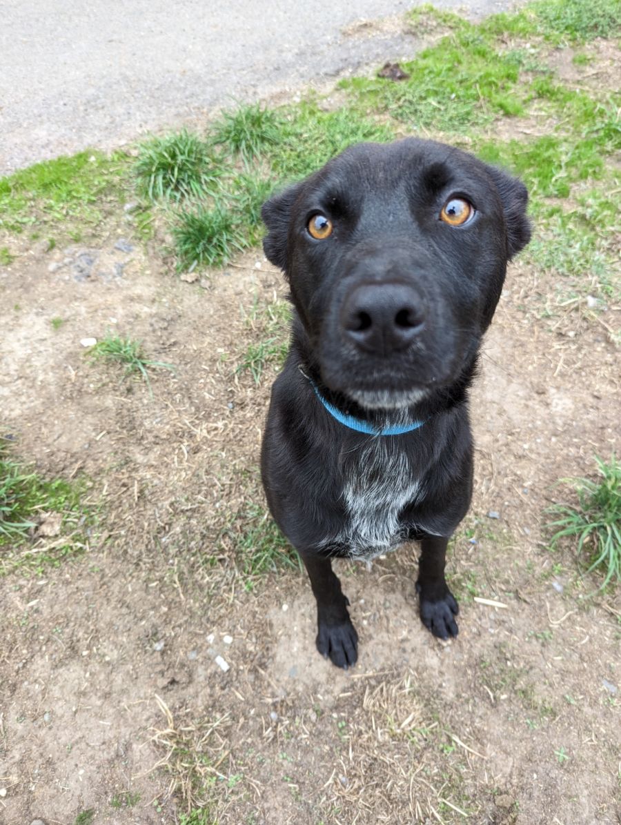 Rodger - Medium Male Kelpie Mix Dog in VIC - PetRescue