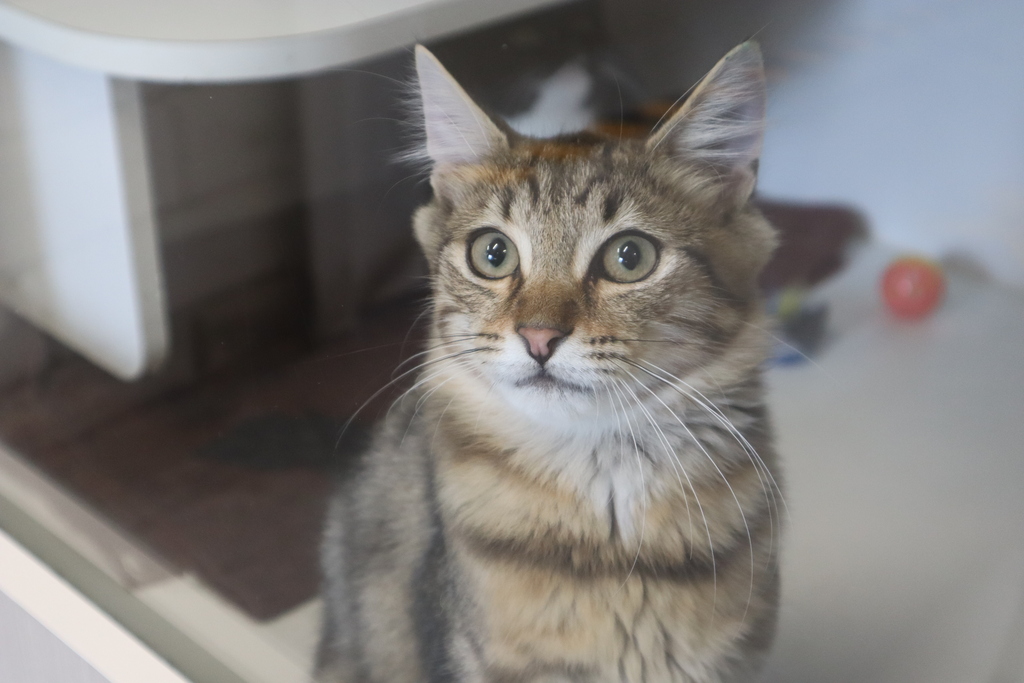 Chonka - Male Domestic Medium Hair Mix Cat in VIC - PetRescue