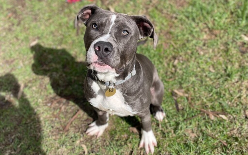 Leroy - Medium Male American Staffy Mix Dog in VIC - PetRescue