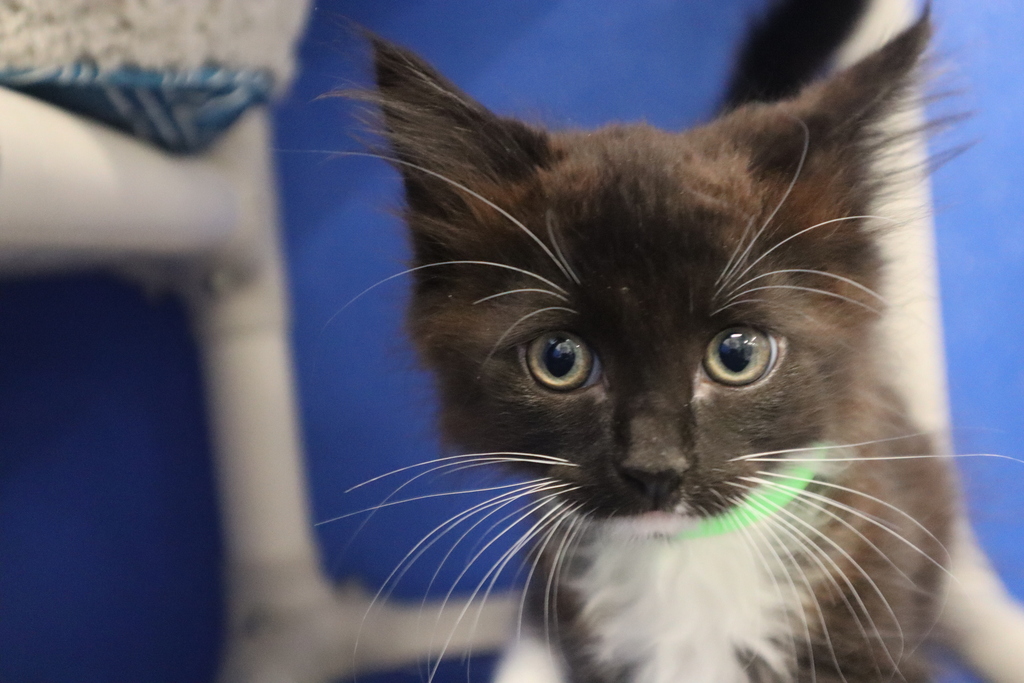 Barley - Male Domestic Medium Hair Mix Cat in VIC - PetRescue