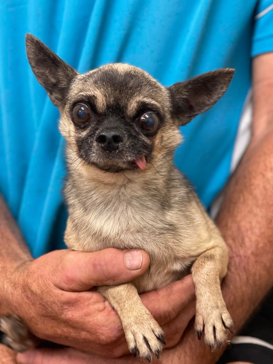 Roddy - Small Male Chihuahua Dog in QLD - PetRescue